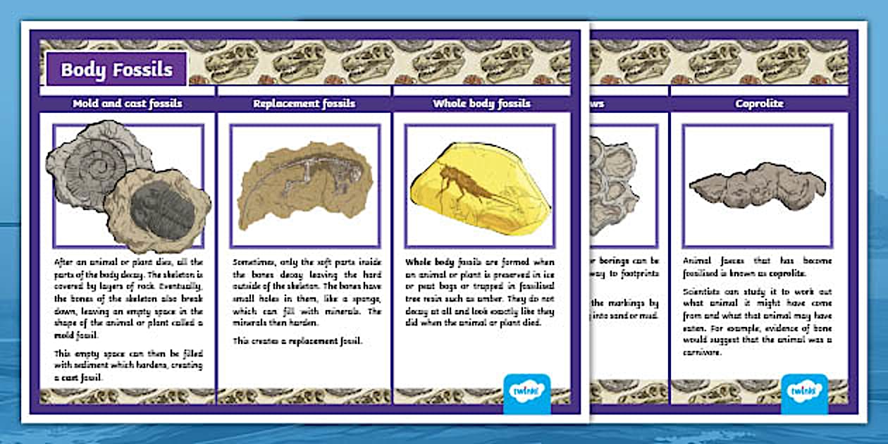 Types of Fossils Display Posters | Twinkl Originals